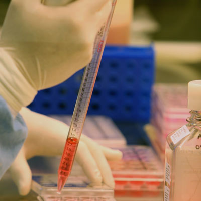 Masna zarada s korona-testovima